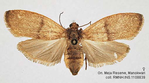 Papua Insects Foundation (Lepidoptera/Erebidae(Arctiinae)/Lambula ...